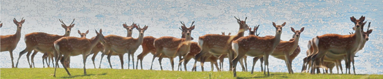 kifu | 公益社団法人 日本動物学会